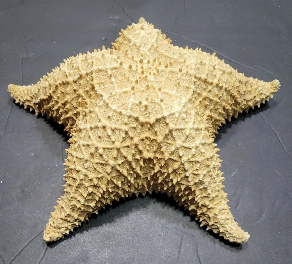Rare Starfish