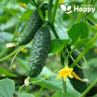 CUCUMBER - 60 SEEDS - PICCOLO DI PARIGI - GHERKIN Parisian cucumber ...