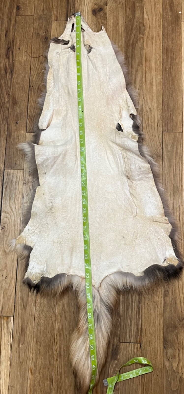 Tanned Mutant Gold Erythristic Tanuki Finn Raccoon Dog Pelt with Full ...