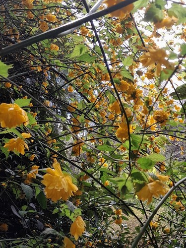 Kerria japonica 'Pleniflora' (RHS Award of Garden Merit) | eBay