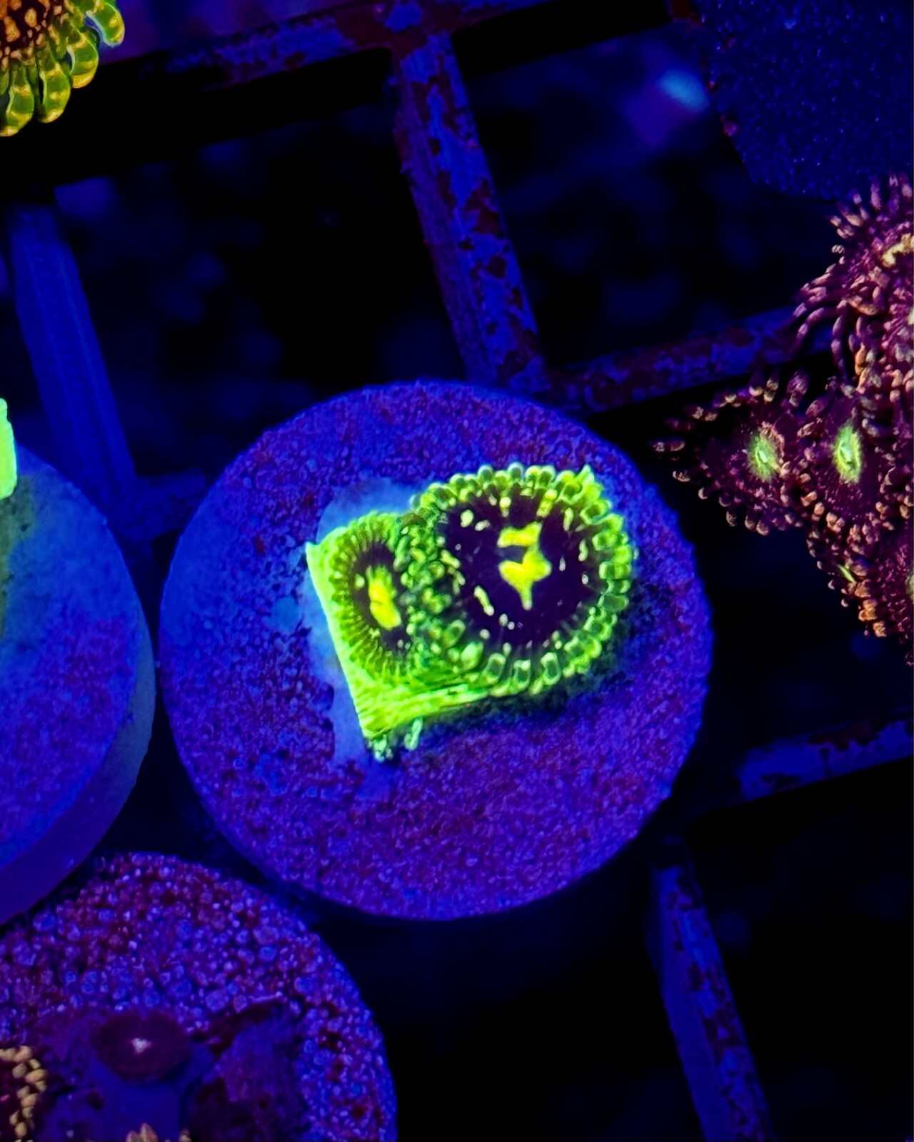 Exosphere Zoa Coral Frag - WYSIWYG Zoanthid - High-Quality Tank Grown ...