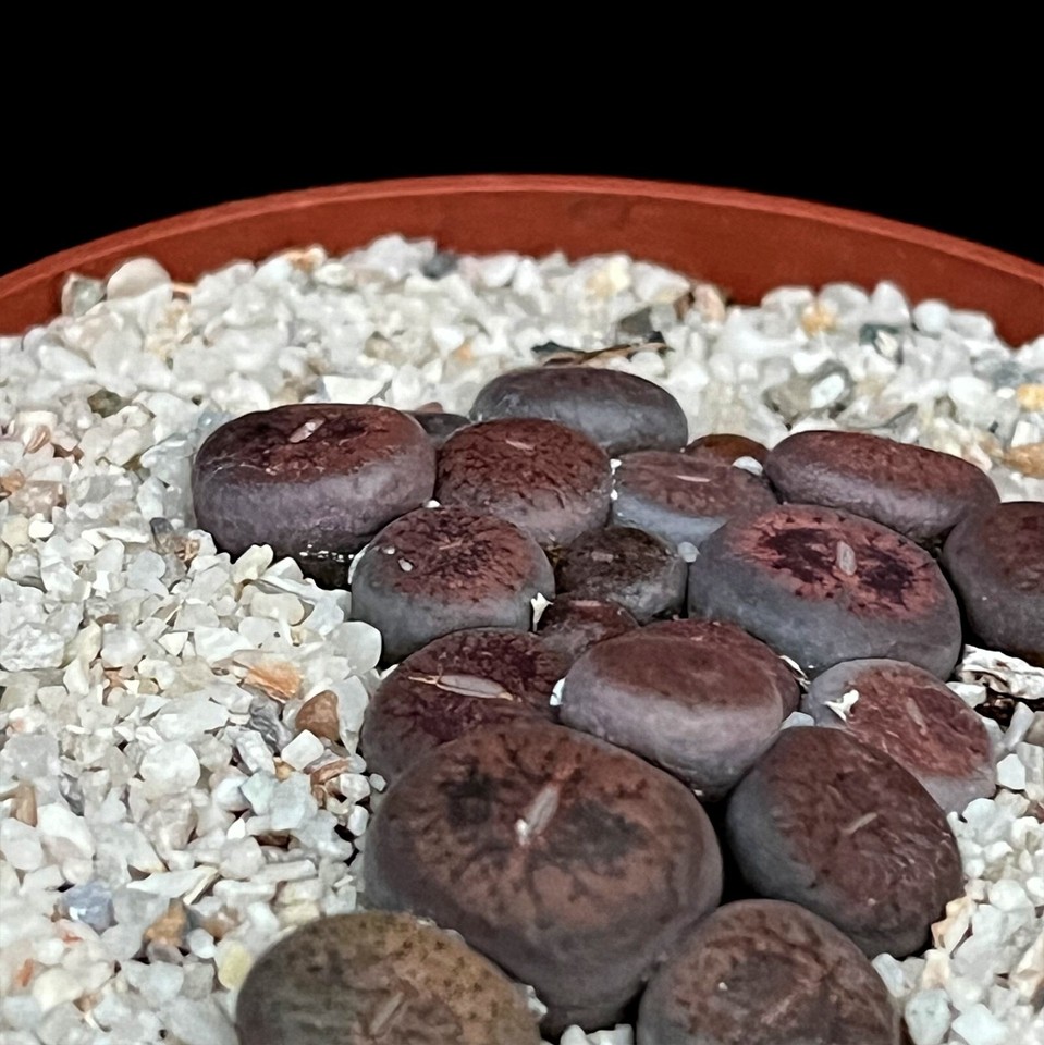 Mixed Lithops colony group Living Stones pebble plant succulent in 8cm ...