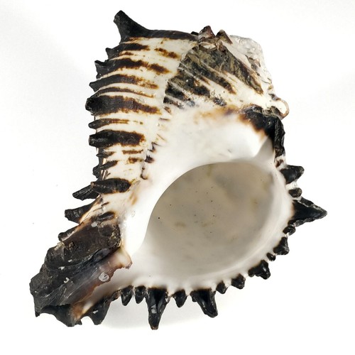 Large Black Murex Shell Zebra Bone Seashell Conch Muricanthus Nigritus ...