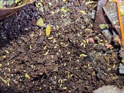 Yellow Springtails (Ceratophysella isabellae) 5.5oz Culture Approx ...