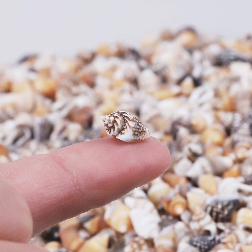 2000 PCS Tiny Mini Small Sea Shells for Crafting Spiral Conch Shells ...