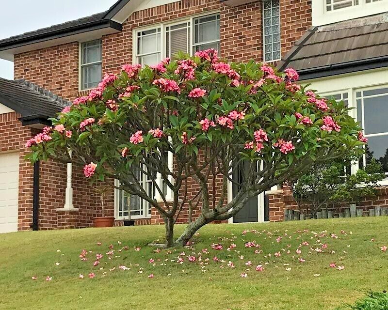 Mexican Red Plumeria Temple Tree Seeds (P. rubra) Tropical Frangipani ...