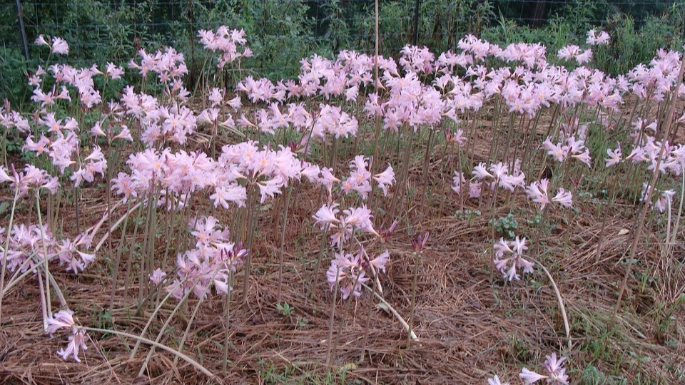 100 Lycoris Squamigera - Surprise Lily, Magic Lily, and Resurrection ...