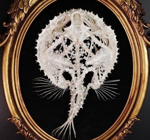 Real Starry Batfish skeleton, Fish taxidermy, Halieutaea sp on Vintage ...