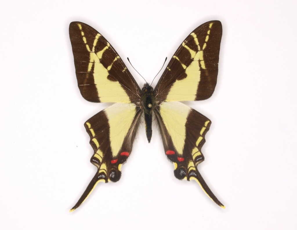 EURYTIDES CALLISTE CALLISTE MALE from MEXICO | eBay