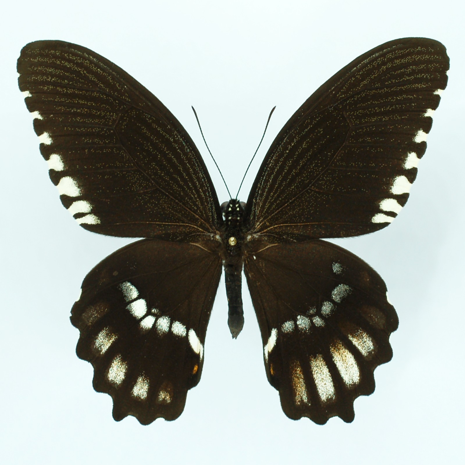SPLENDID Papilio alphenor ASYMMETRIC ABERRATION MALE FROM THE ...