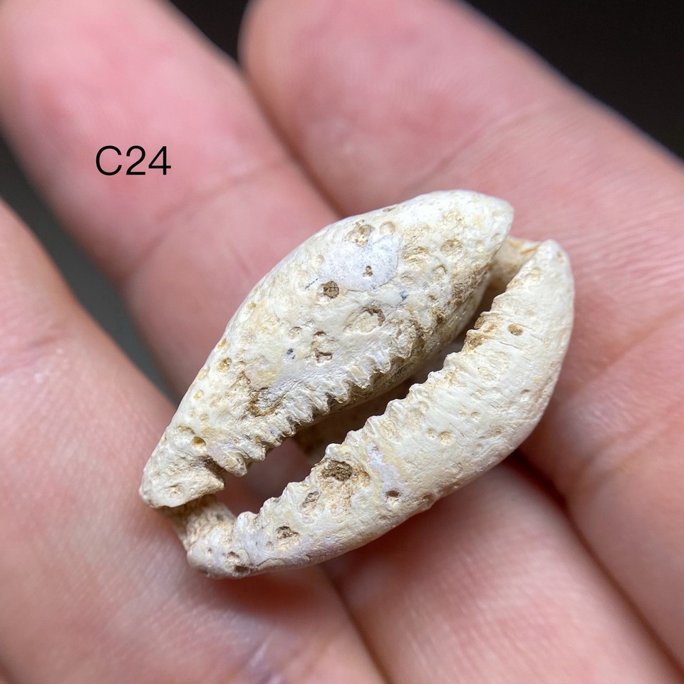 C24 ANCIENT Sea Shell Money. Warring States Period 战国贝币 | eBay