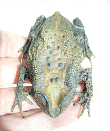 Real Toad Taxidermy . Asian Common Species. Preserved For Display ...