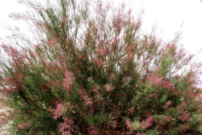 50 Seeds Salt Cedar, Tamarix ramosissima, Five-StamenTamarisk, Chinese ...