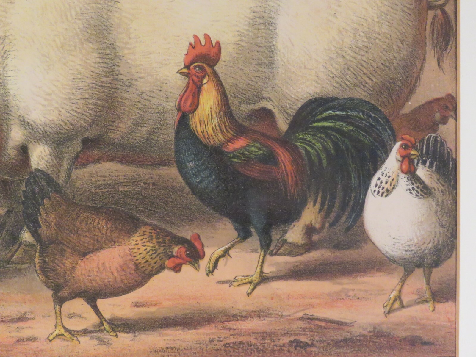 Antique Print "Pig" G Routledge 1880 Natural History Book Chickens ...