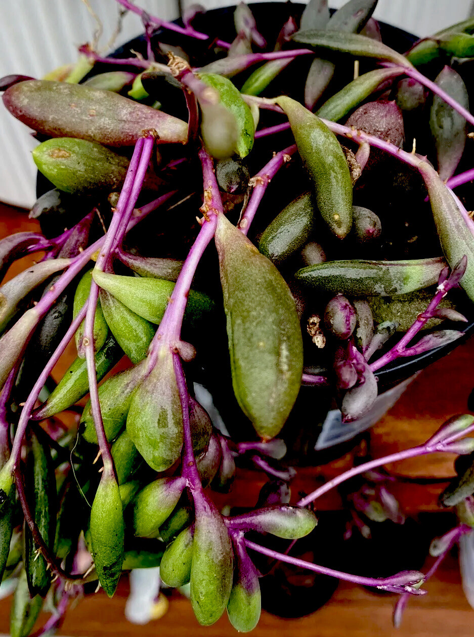 Ruby Necklace 10× *bulk cuttings* Senecio Othonna Capensis String ...