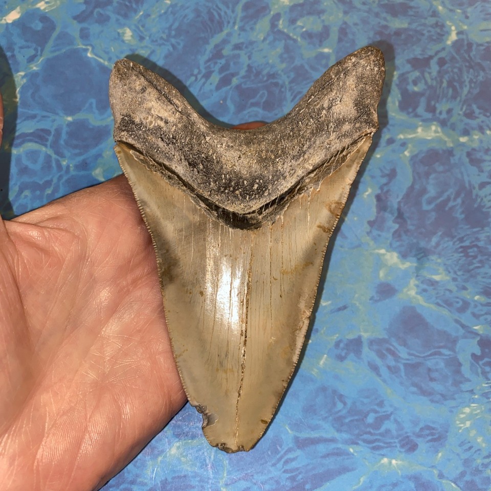 MEGALODON SHARK TOOTH 5.47” HUGE TEETH MEG SCUBA DIVER DIRECT FOSSIL NC ...