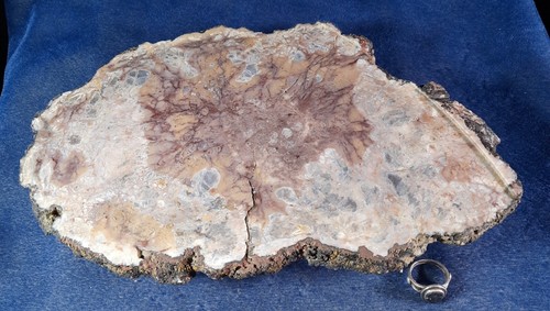 DINOSAUR COPROLITE ( FOSSILIZED DUNG ) from WYOMING - HUGE SLAB | eBay
