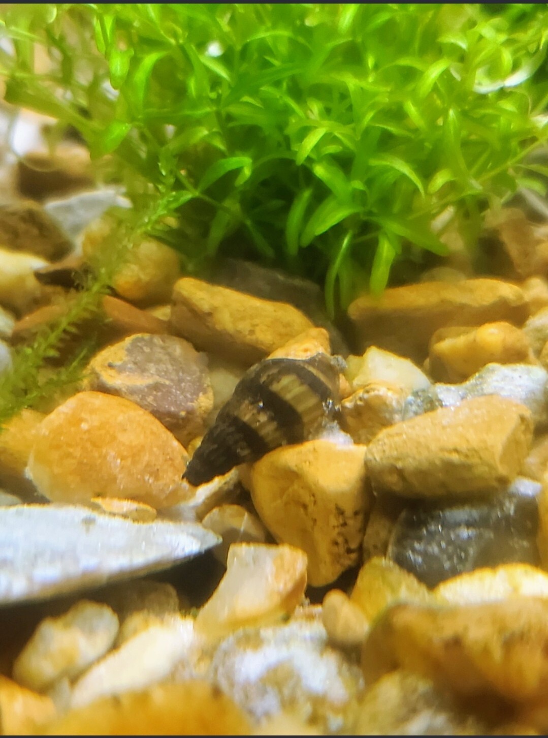 1 Live Assassin Snail (Clea Helena) Live Freshwater Snail/pest snail ...