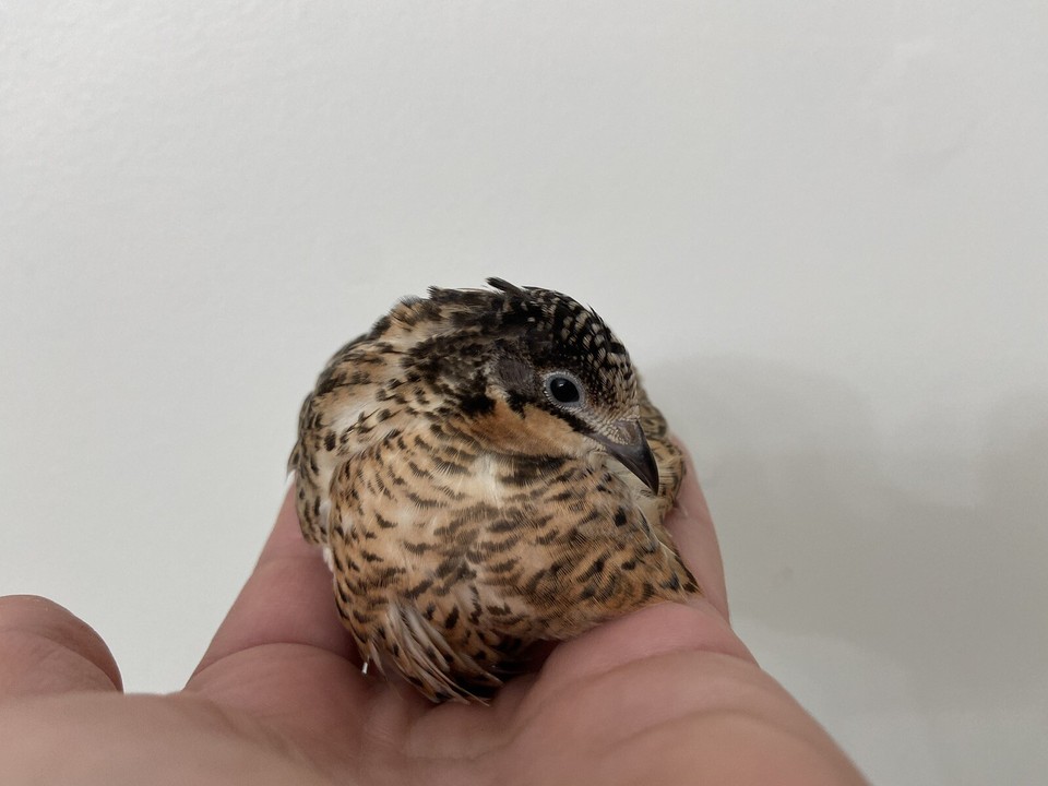20 Beautiful Fertile Button Quail Hatching Eggs - Variety Of Color Mix ...
