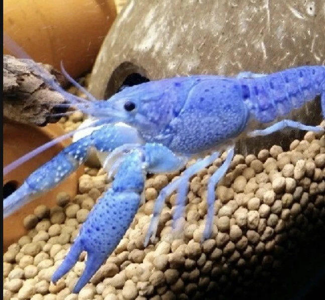 Blue Crayfish