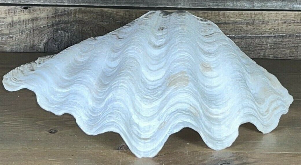 Clam Shell Seashell Beach Nautical Ocean Decor Natural Tridacna Gigas ...