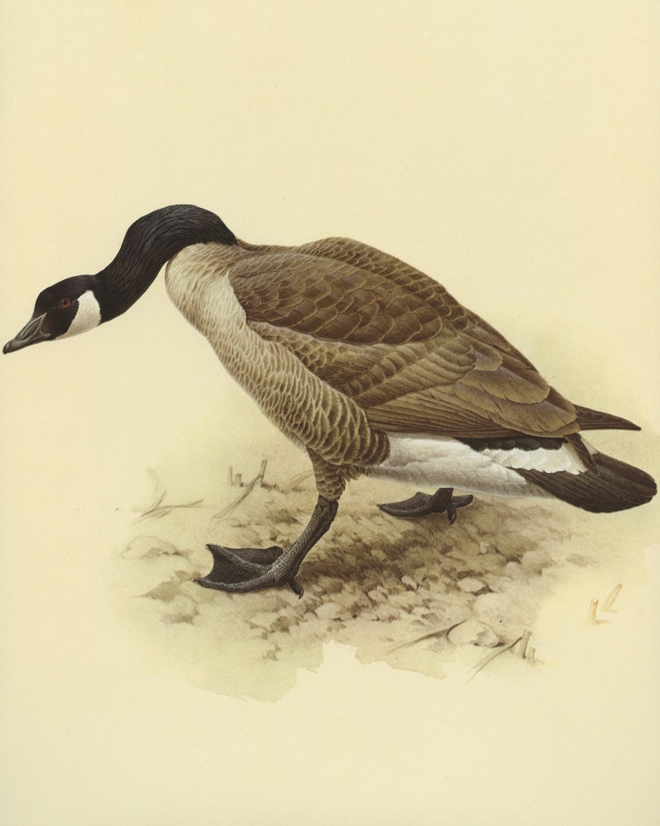 Canada Goose Easy Drawing