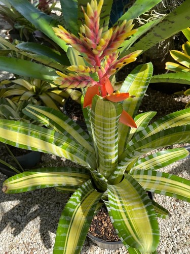 Aechmea Chantinii SAMURAI Offset Bromeliad Plant | eBay