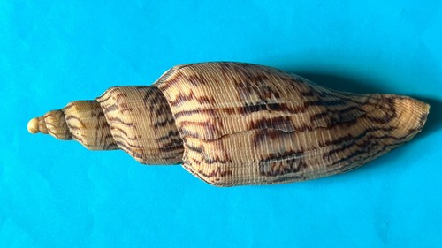 VOLUTIDAE FULGORARIA HAMILLEI SEASHELL F++/+++ 150 MM | eBay