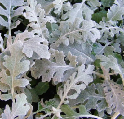 Flies - Dusty Miller