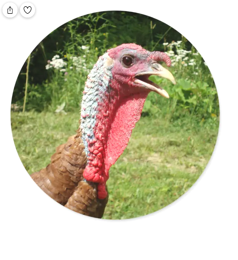 TURKEY BIRD FACE Pendant Charm On 925 Sterling Silver 20" Necklace Gold ...