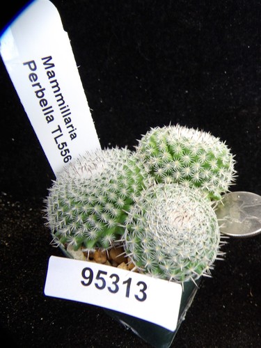 Mammillaria Perbella TL556 Trio Seedling LIve Cactus Cacti Succulent ...