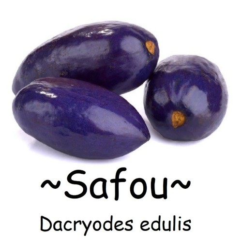 ~Safou~ Bush Plum Dacryodes edulis African Fruit Tree Live Potd Plant ...