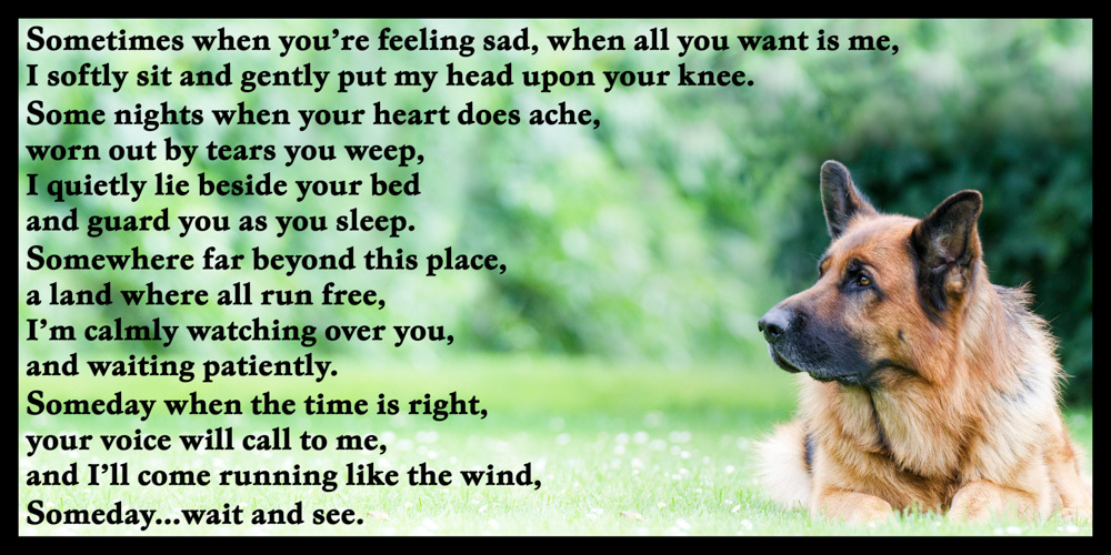 Sad German Shepherd Puppy