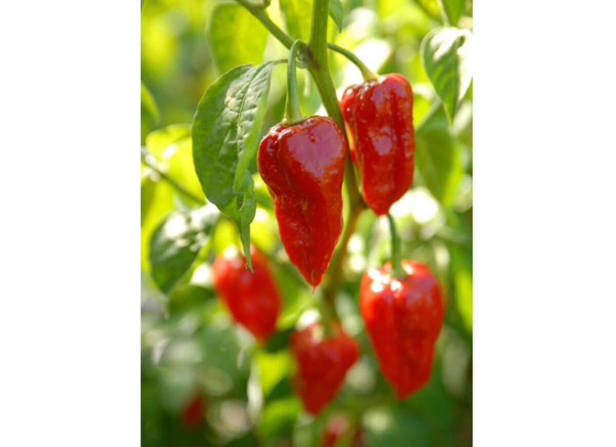 Authentic Dorset Naga Chilli. Naga Morich - Home Grown And High ...
