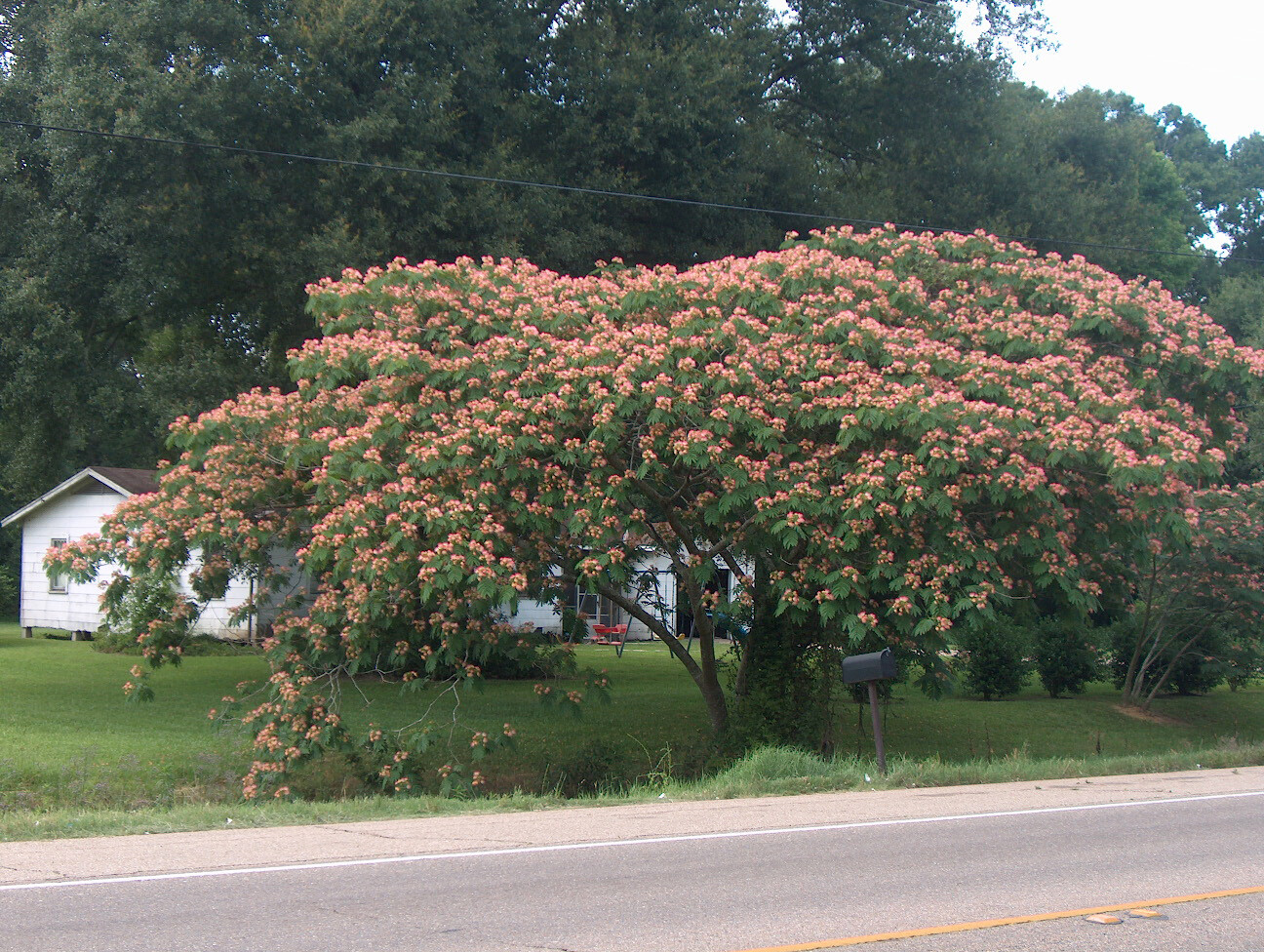 Mimosa Silk Tree, Albizia julibrissin, Seeds (Fast, Hardy, Fragrant) | eBay