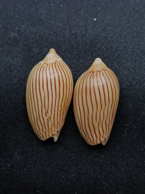 2 x voluta amoria zebra sea shell. Australian Collector #12700 | eBay