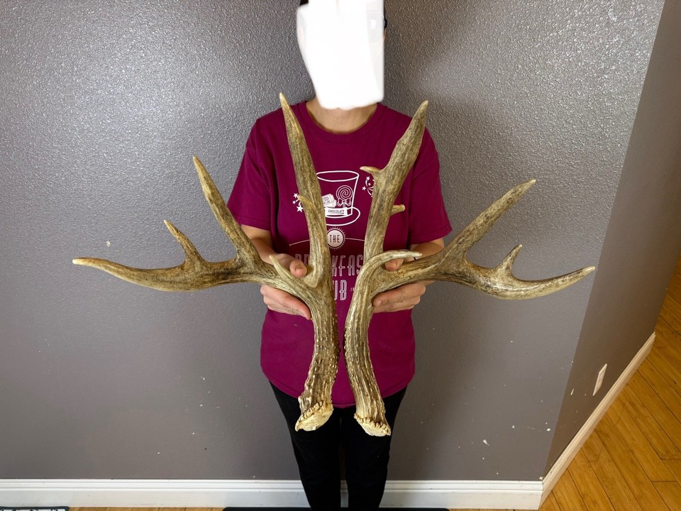 BIG Matched Set Whitetail Deer Antlers Sheds 7x8 Horns RATTLING RATTLE ...
