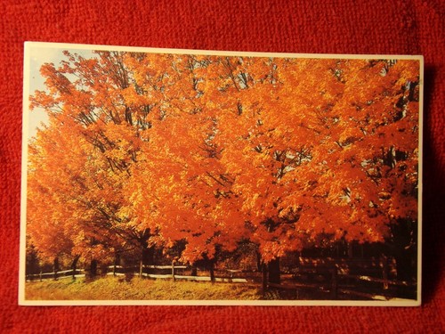 Vintage Postcard Beautiful Maple Trees, North Conway, New Hampshire | eBay