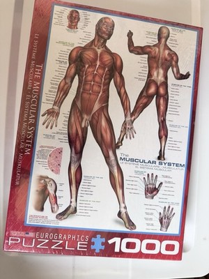 Eurographics The Muscular System 1000 Piece Puzzle – Educational ...