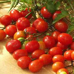 Tomato Cupid 100 seeds | eBay