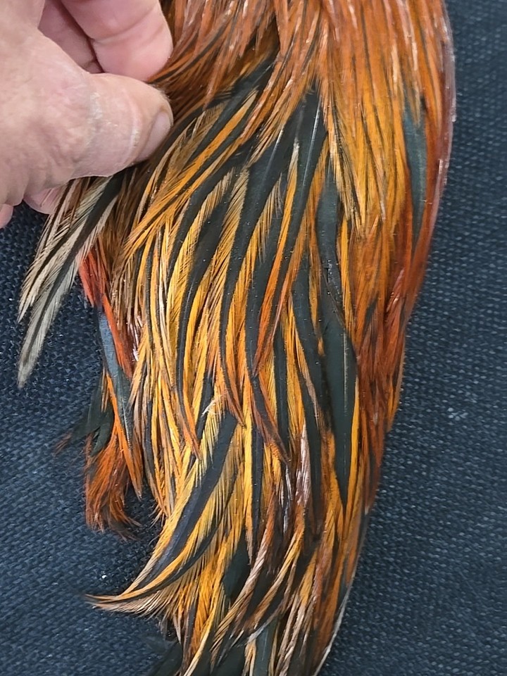 Red Brown Rooster Neck Cape Fly Tying Fishing Hackle Feathers materials ...