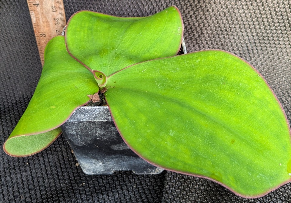 Costus spectabilis - Extremely Rare - Gorgeous Flowers | eBay