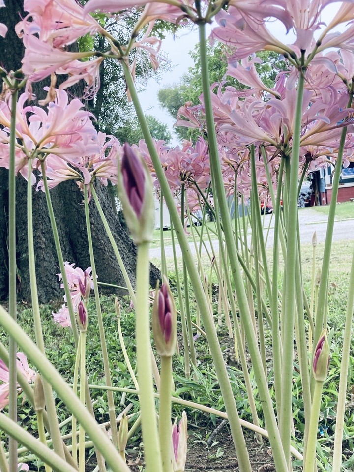 5 Bulbs Lycoris Squamigera Resurrection Lily Surprise Lily Naked Ladies ...