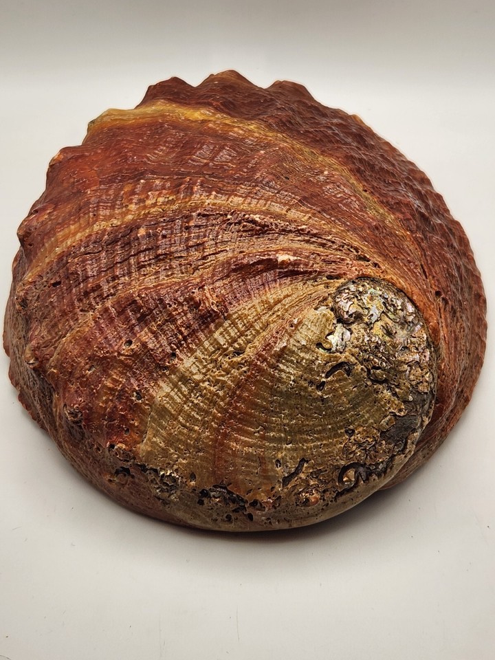 Red Abalone Haliotis Rufescens Large 8.5"x6.75" 1lb 7oz Mother Of Pearl ...