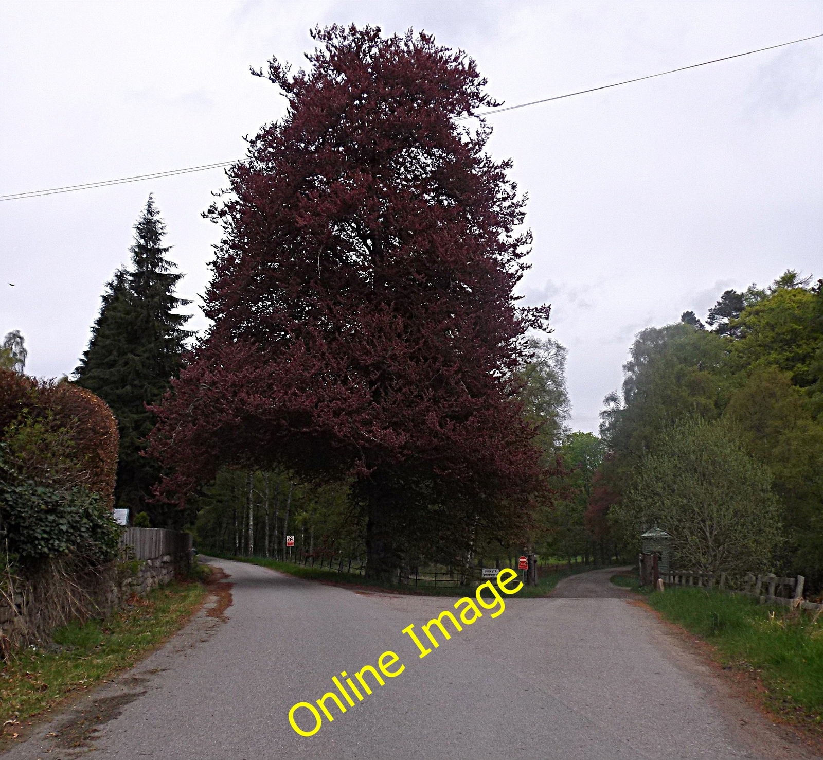 Photo 12x8 Copper Beech, Birkhall Ballater A splendid specimen tree at ...