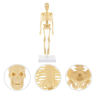1PC assembly human skeleton Human Skeleton Model Skeleton Model ...