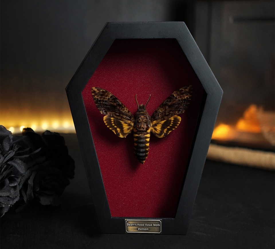 Real Death Head Moth Coffin Framed Gothic Decor Taxidermy Insect Bugs ...