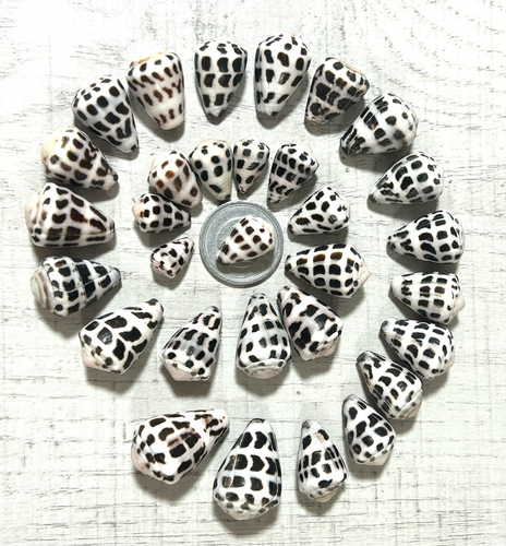 Cone Shell from japan Okinawa shell | eBay