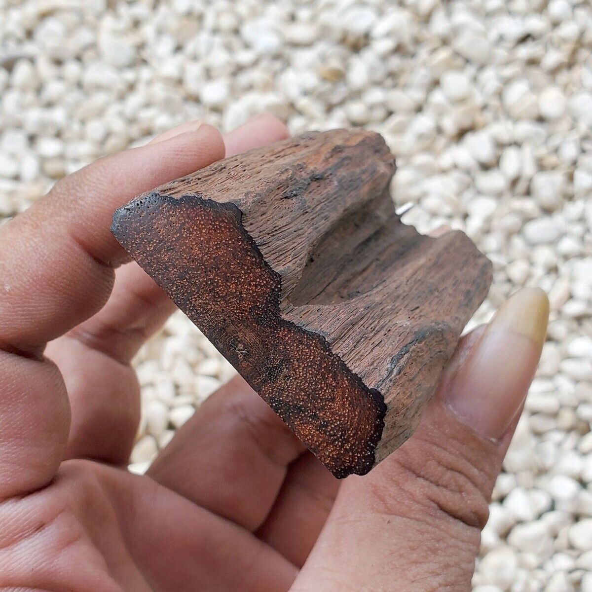 Akar Laka Pendant Indonesian Dalbergia Parviflora Kayu Menang Keychain ...