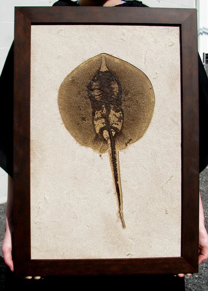 Stingray Fossil